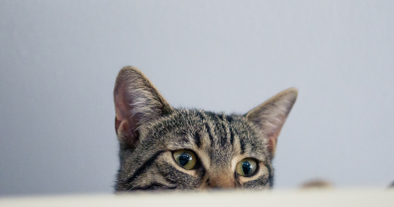 People who insist they're "not a cat person" often display these ...