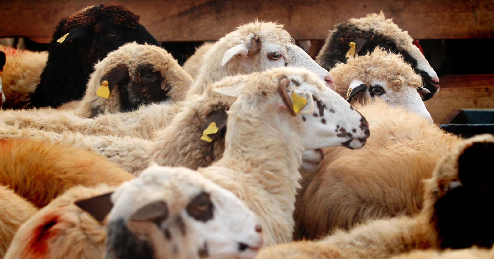 What the meat industry calls "humane slaughter" is not what most people ...