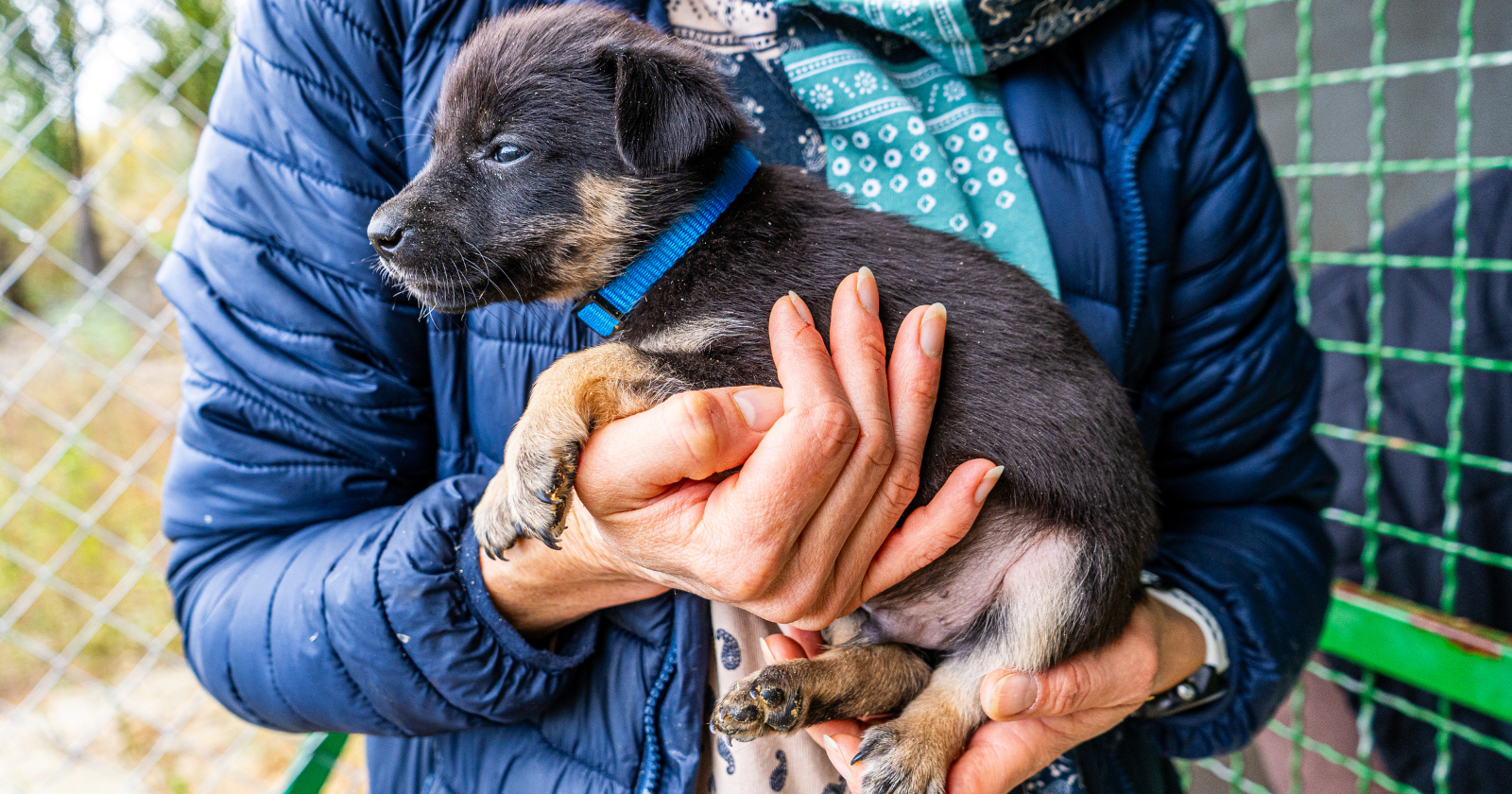 'No-kill' shelters euthanized 425,000 animals last year. The term doesn ...