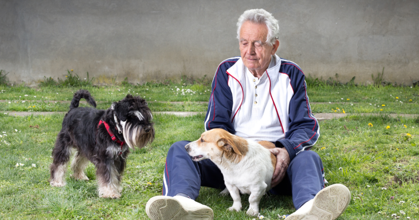 8 ways Boomers discipline their dogs that trainers say actually make ...
