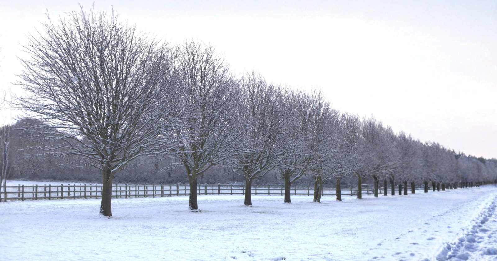 Exploding trees go viral as winter storm grips North America