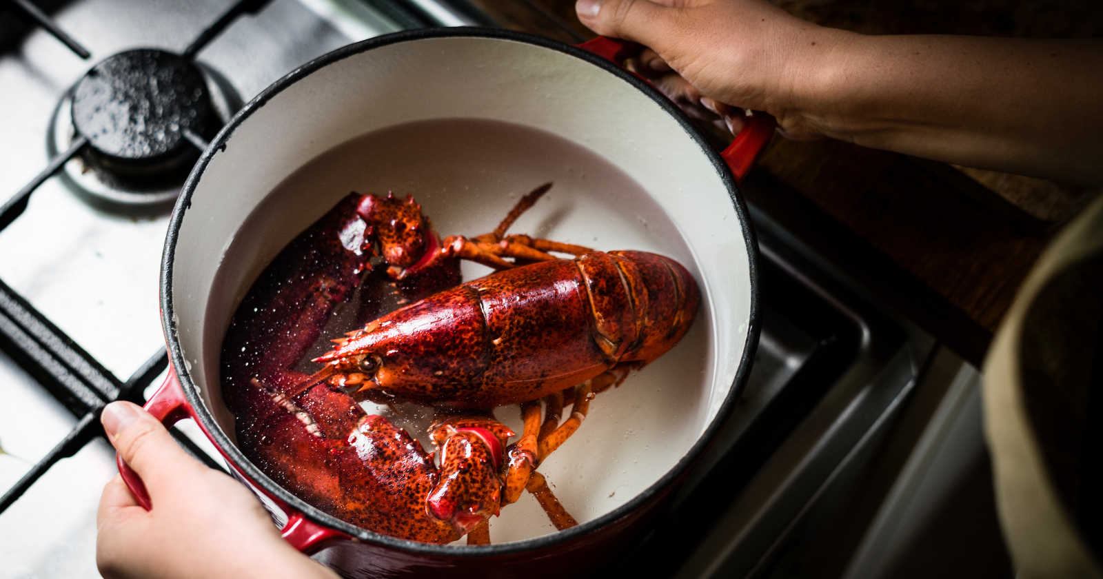 UK makes boiling lobsters alive illegal in new animal welfare law